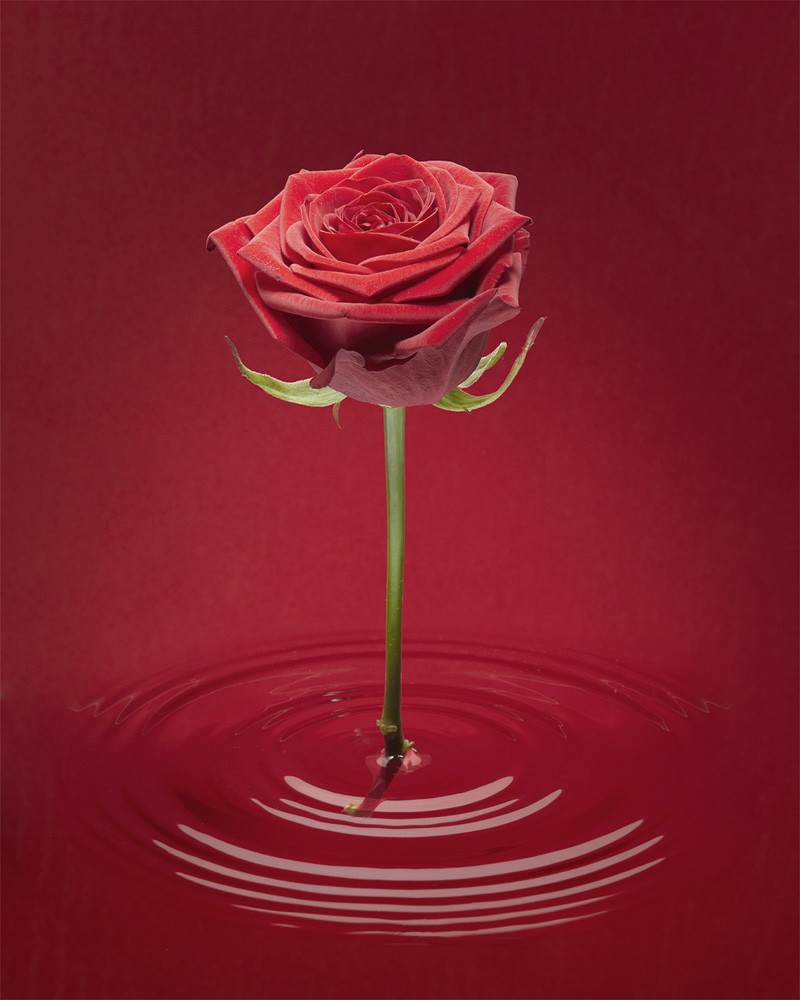 Still Life | Sam Barnes Photography